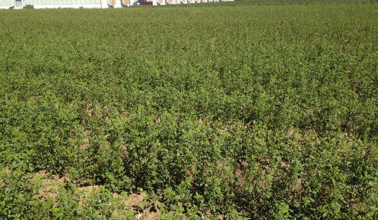 The Boom-and-Bust Story of a Crop Called Guar | audioecon