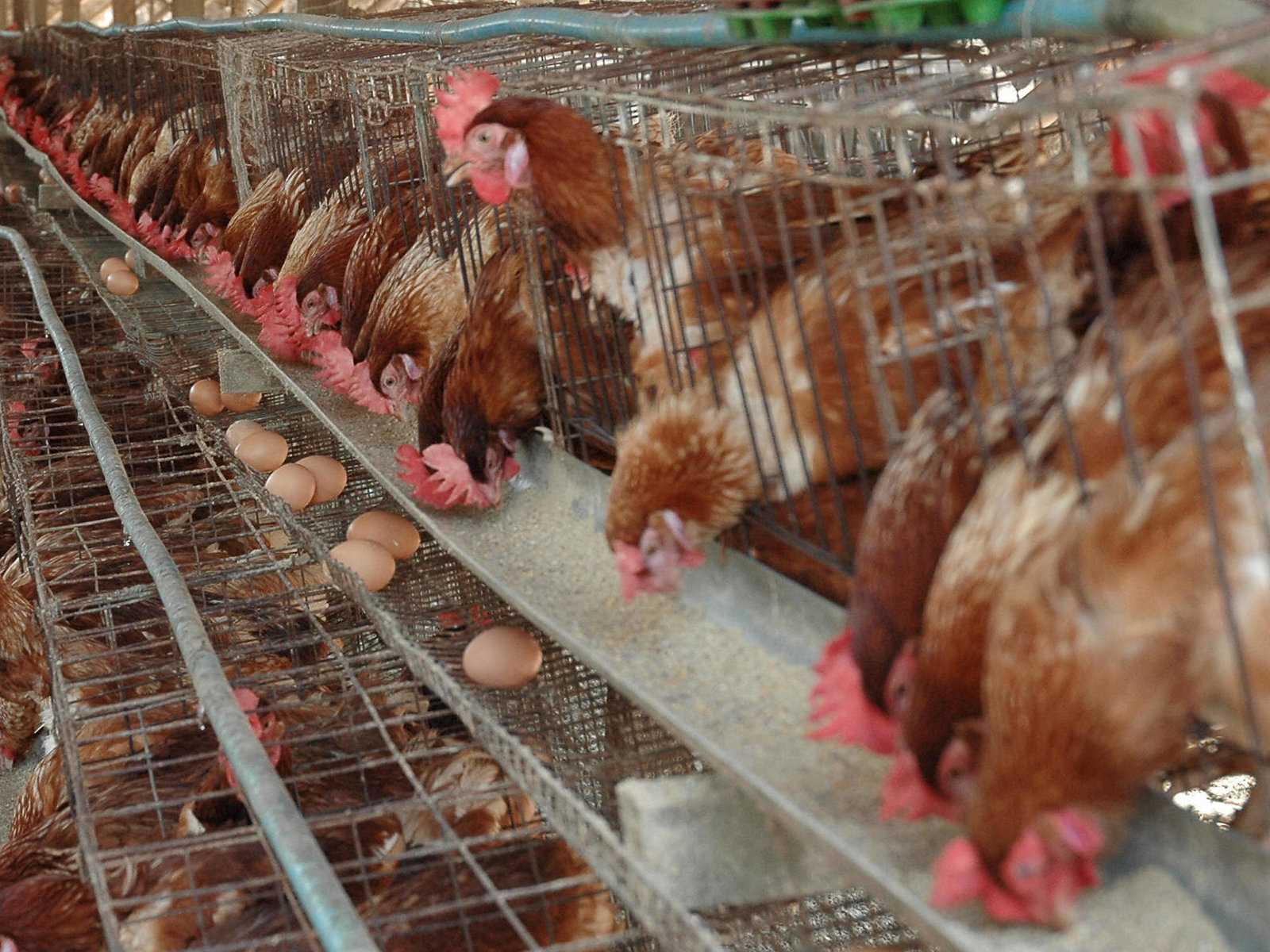 The Chicken Tax | audioecon